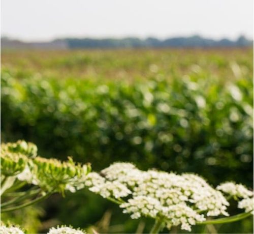 invasive-plant-species - Apex Ecology